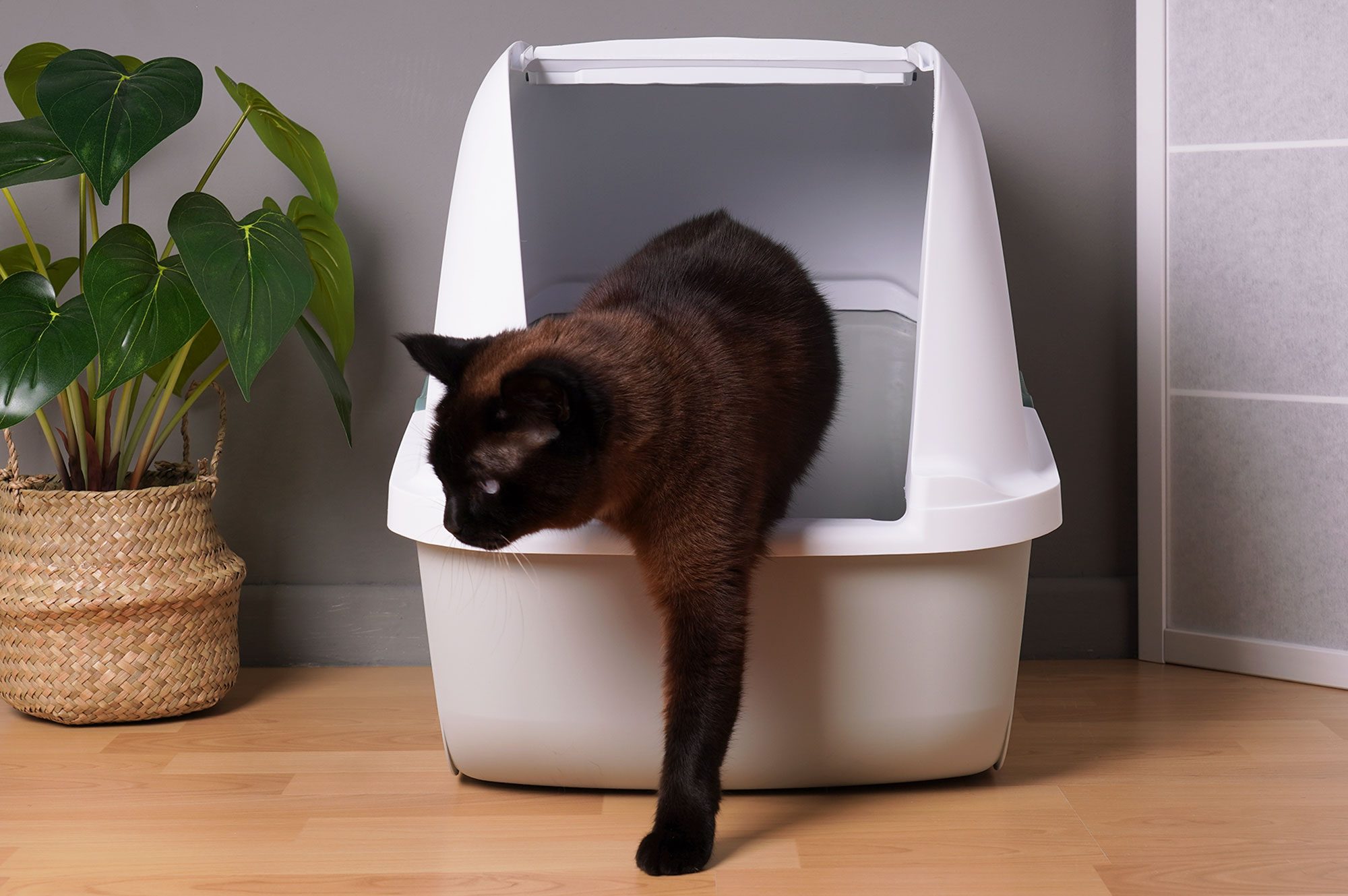 Accueil - khool bambou